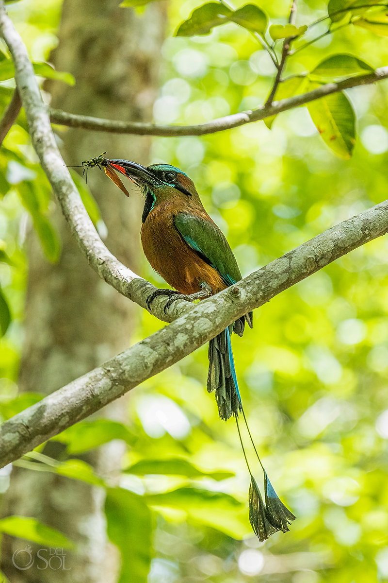 Surprise Cenote Proposal Ceremony - Del Sol Photography