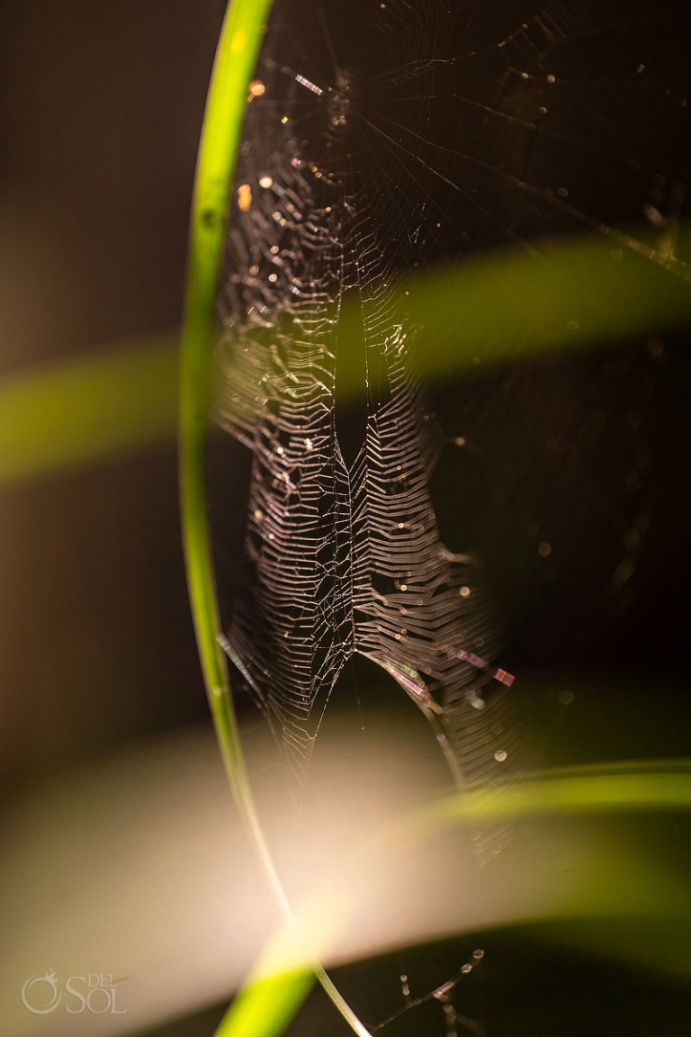 Surprise Cenote Proposal Ceremony - Del Sol Photography