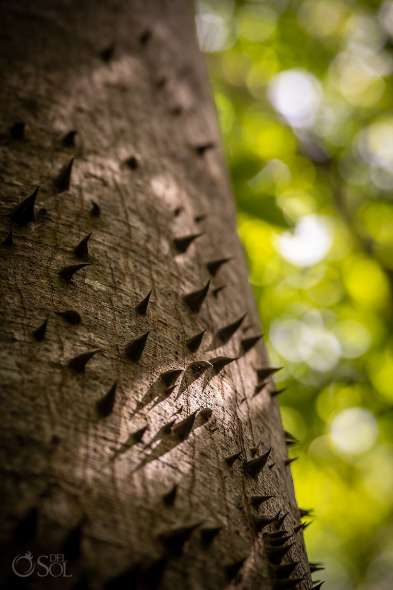 Surprise Cenote Proposal Ceremony - Del Sol Photography