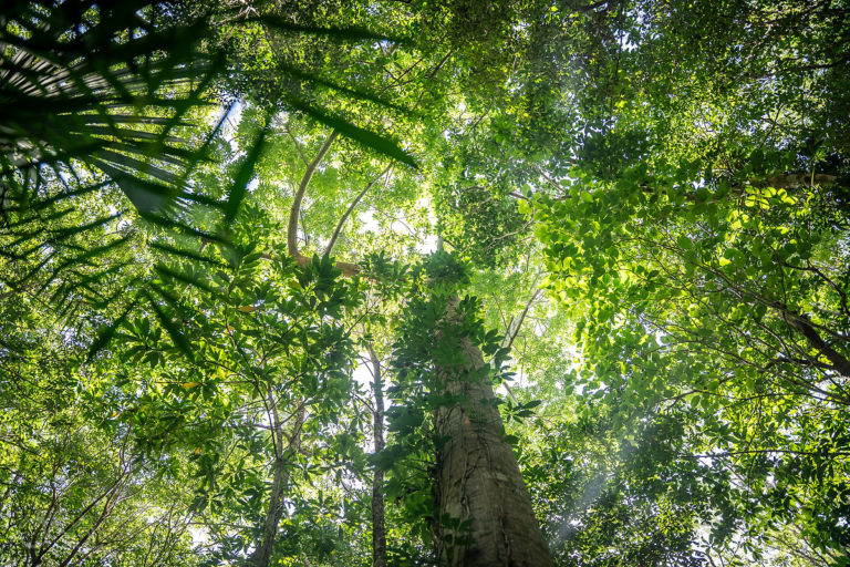 Surprise Cenote Proposal Ceremony - Del Sol Photography
